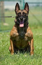 Anjing Belgian Malinois Fakta Unik Ciri Sifat Karakteristik Paling ...