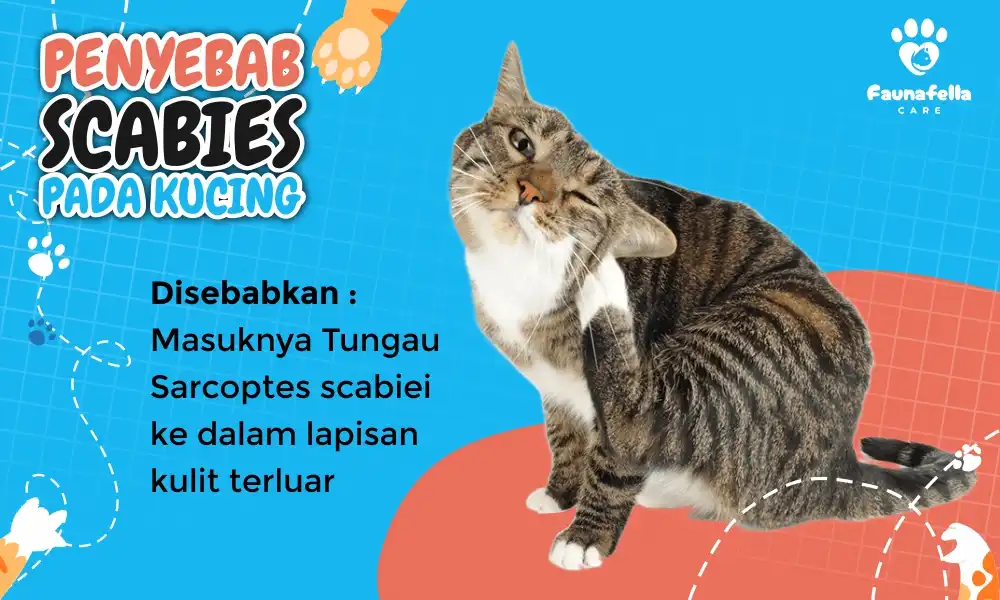 Penyebab Dan Cara Mengobati Scabies Pada Kucing • Pet Shop Indonesia